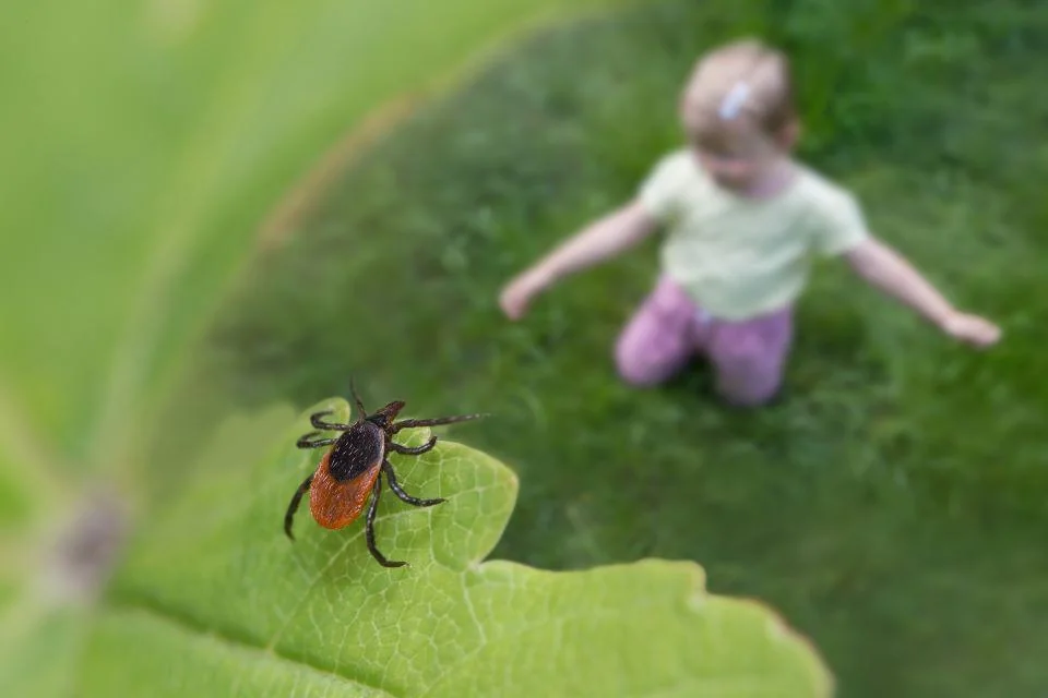 Boala Lyme la copii: cauze, simptome, tratament | Dr. Max Farmacia