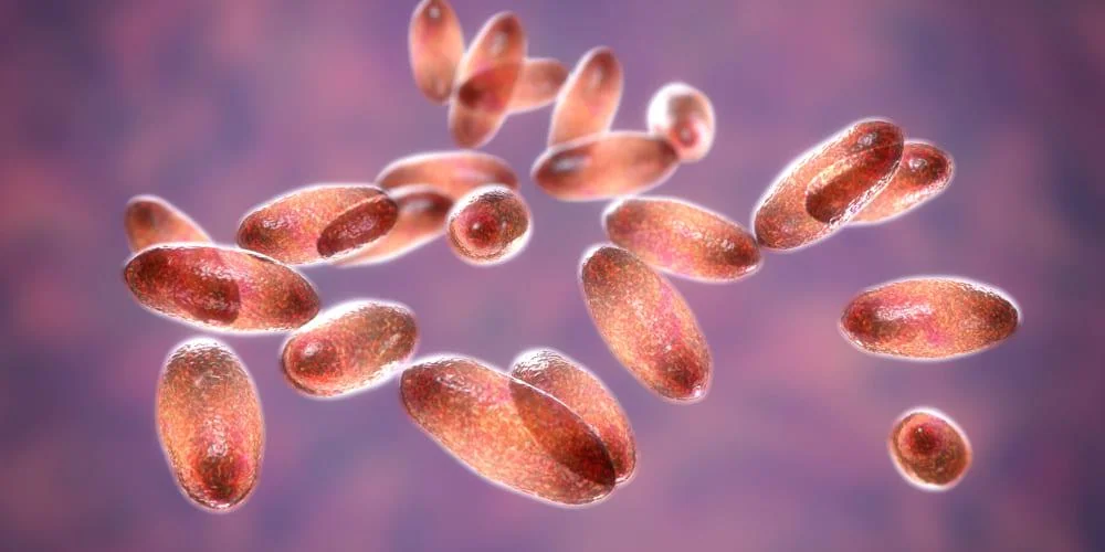 Ciuma (Pesta): ce trebuie sa stii despre ea | Dr. Max Farmacia