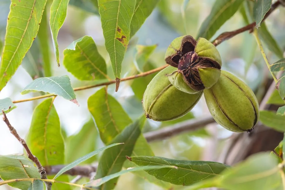 Nuci pecan: beneficii, proprietati, contraindicatii | Dr. Max Farmacia