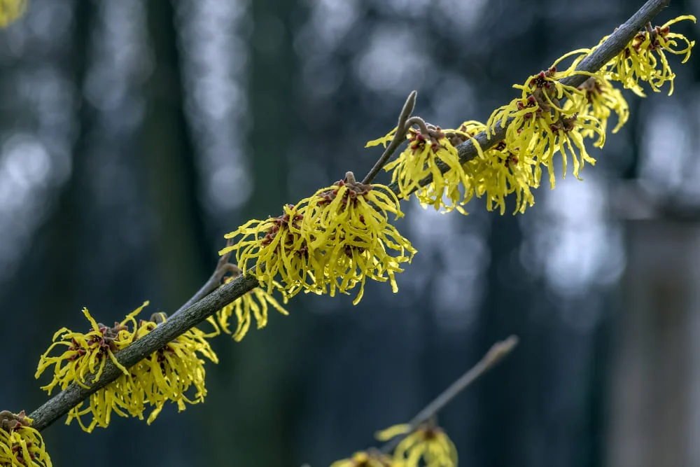 Hamamelis - beneficii, proprietati, contraindicatii | Dr. Max Farmacie
