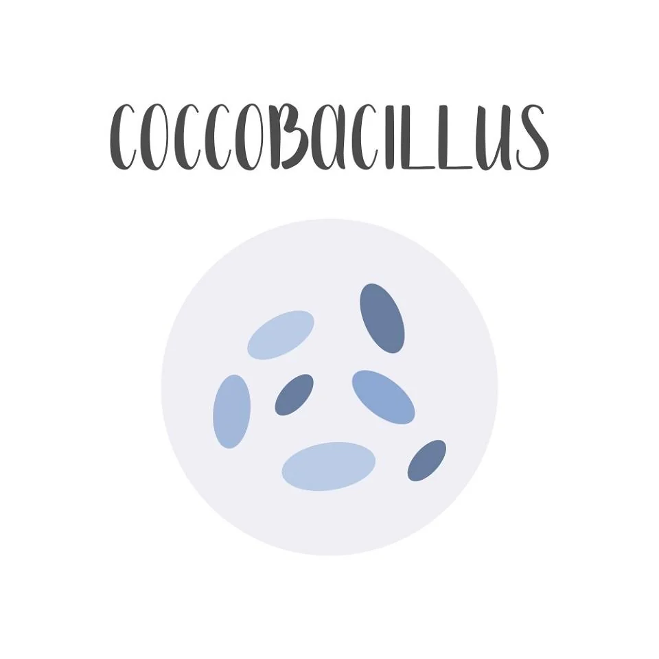 Cocobacili: ce sunt, valori, afectiuni asociate | Dr. Max Farmacia