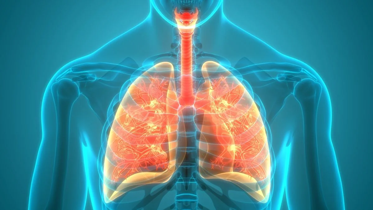 Trahee: functii, rol, afectiuni asociate | Dr. Max Farmacia